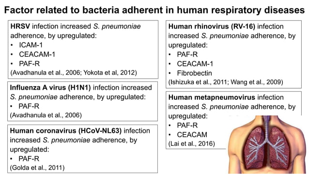 Co-infection of epithelial cells established from the upper and lower ...