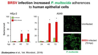 Co-infection of epithelial cells established from the upper and lower ...