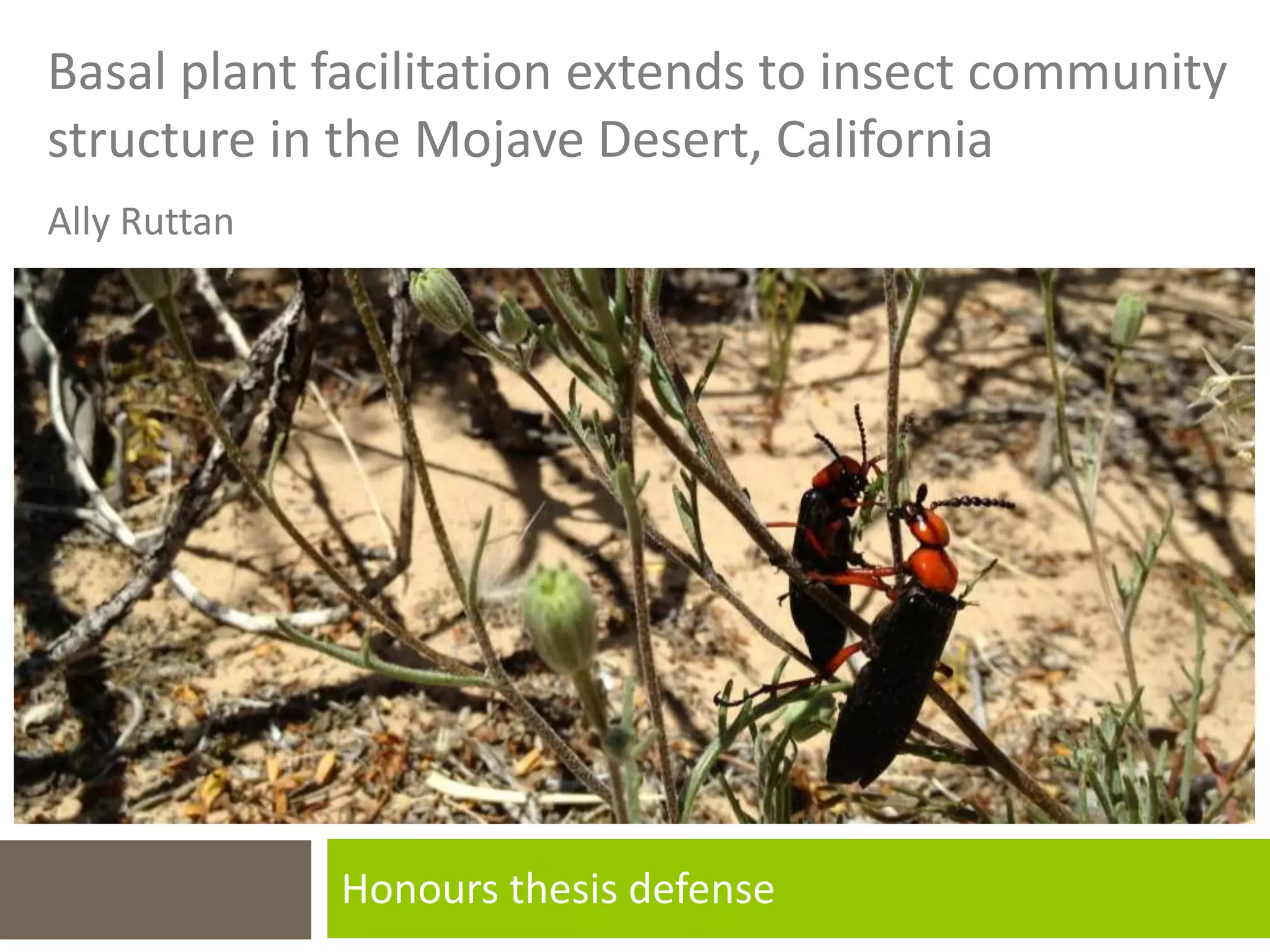 Basal plant facilitation extends to insect community structure and ...