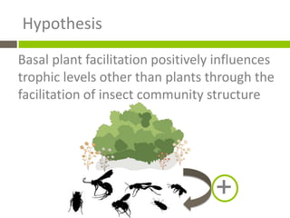 Basal plant facilitation extends to insect community structure and ...