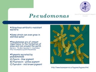Pseudomonas | PPT