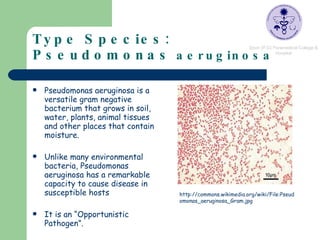 Pseudomonas | PPT