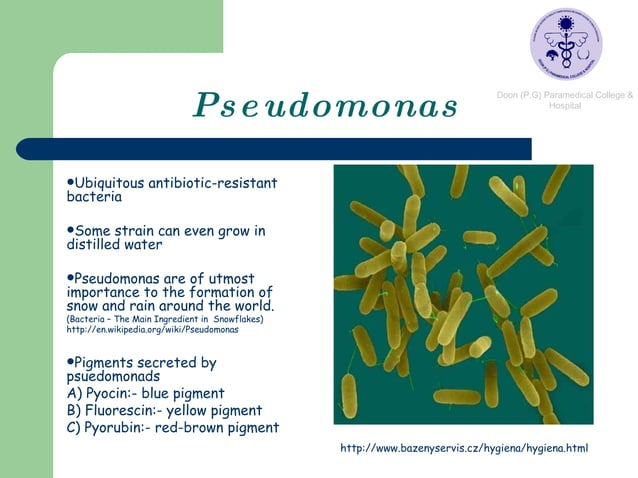 Pseudomonas | PPT