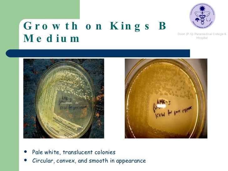 Pseudomonas Aeruginosa Agar Slant