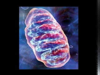 Senior Thesis presentation | PPT