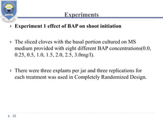 Kasahun's presentation on garlic tissue culture | PPTX