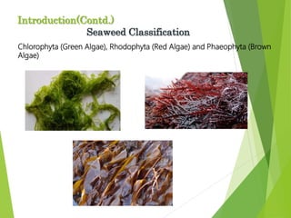 Seaweed (Hypnea musciformis) Versus Freshwater Weed (Ipomoea aquatica ...