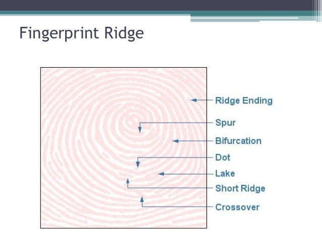 An Efficient Approach To Extract Singular Points For Fingerprint Reco