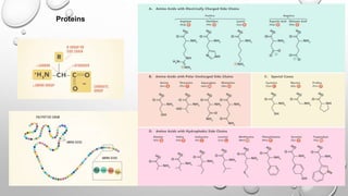 METHOD DEVELOPMENT AND VALIDATION FOR DETERMINATION OF HUMAN SERUM ...