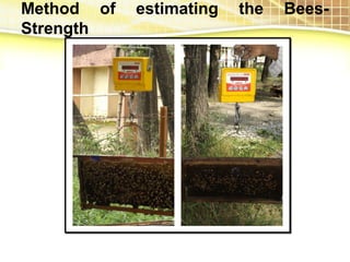 Impact Of Electromagnetic radiations of biology and behaviour of Apis ...