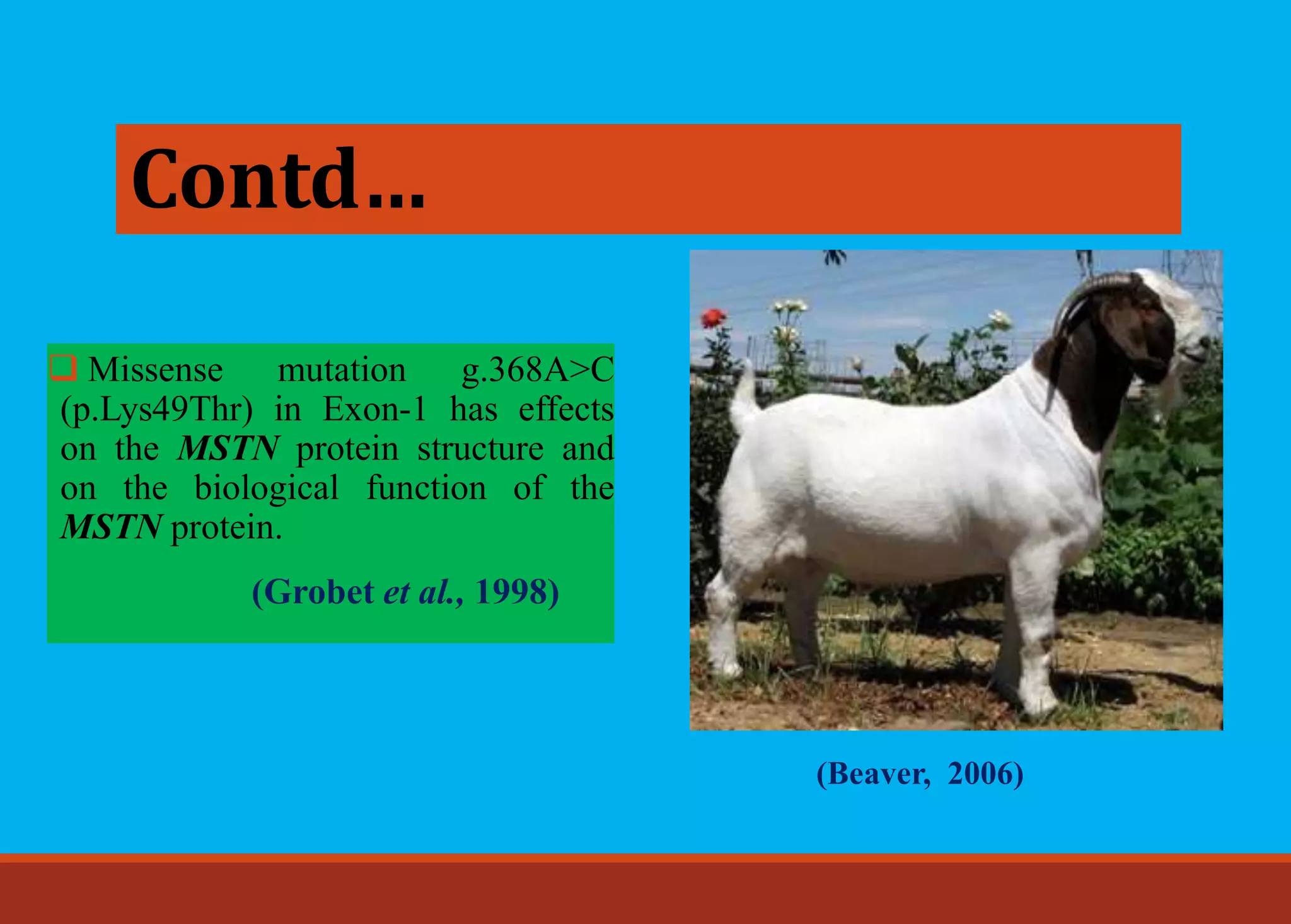 Myostatin (MSTN) and its Applications in Animal Breeding | PPTX