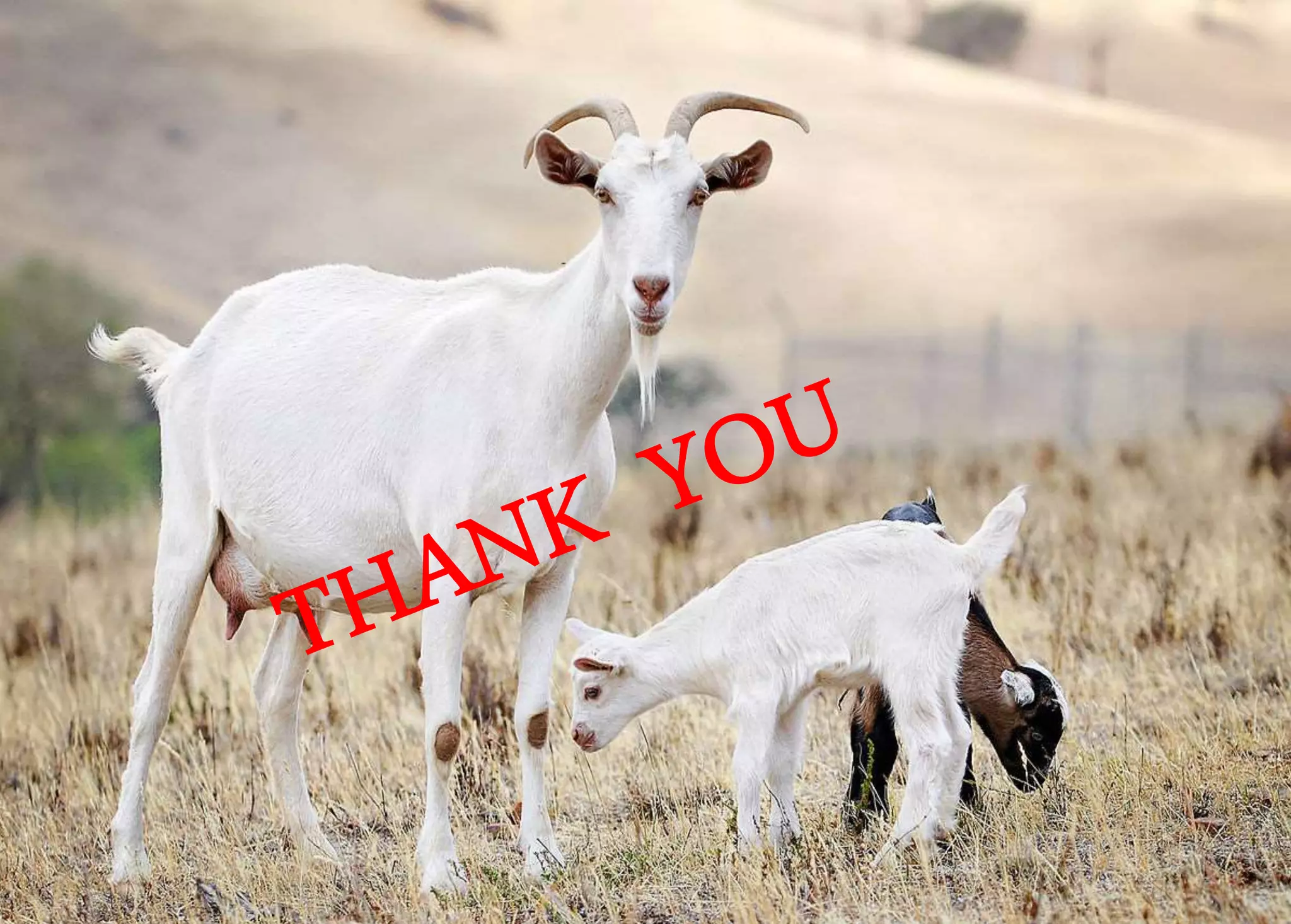 Myostatin (MSTN) and its Applications in Animal Breeding | PPTX