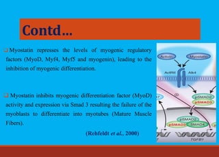 Myostatin (MSTN) and its Applications in Animal Breeding | PPTX