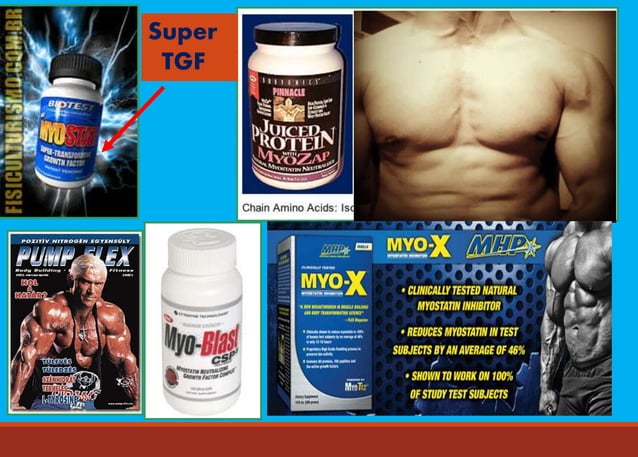 Myostatin (MSTN) and its Applications in Animal Breeding | PPTX