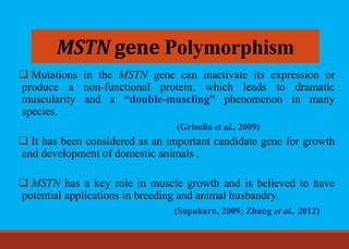 Myostatin (MSTN) and its Applications in Animal Breeding | PPTX