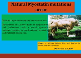 Myostatin (MSTN) and its Applications in Animal Breeding | PPTX