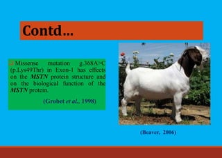Myostatin (MSTN) and its Applications in Animal Breeding | PPTX