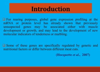 Myostatin (MSTN) and its Applications in Animal Breeding | PPTX