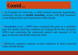 Myostatin (MSTN) and its Applications in Animal Breeding | PPTX