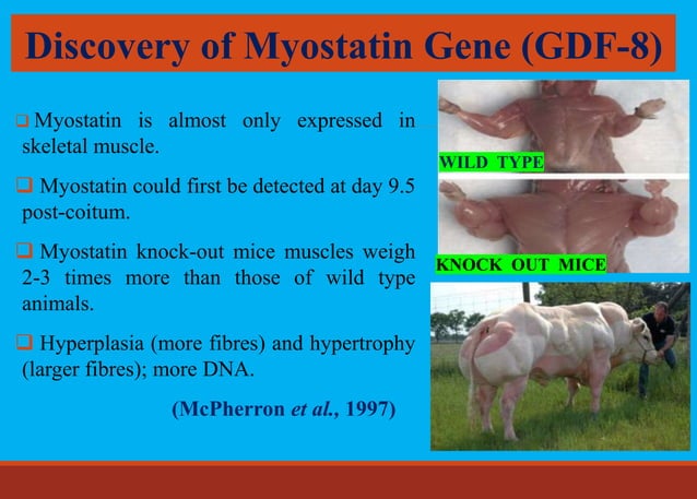 Myostatin (MSTN) and its Applications in Animal Breeding | PPTX