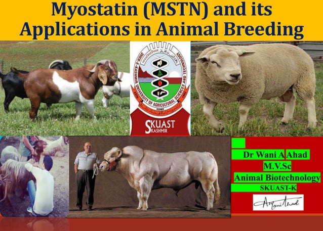 MSTN Gene and Its Role in Animal Breeding | PPT