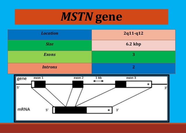 Myostatin (MSTN) and its Applications in Animal Breeding