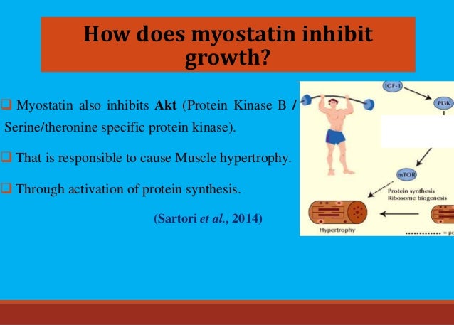 Myostatin (MSTN) and its Applications in Animal Breeding