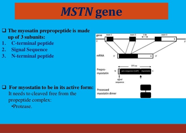 Myostatin (MSTN) and its Applications in Animal Breeding