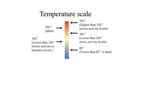 Thesis senior presentation | PPT