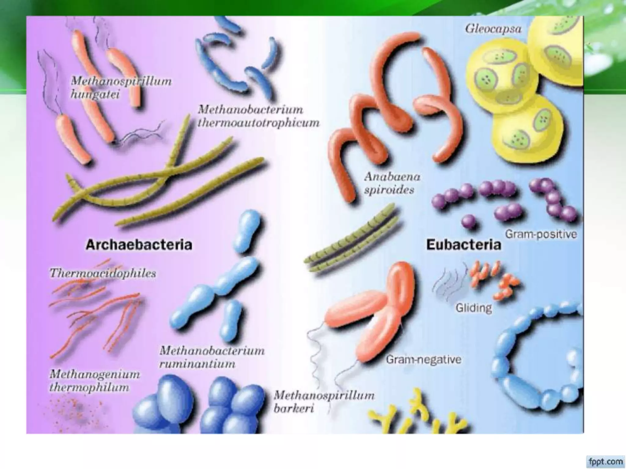 The six kingdoms | PPTX