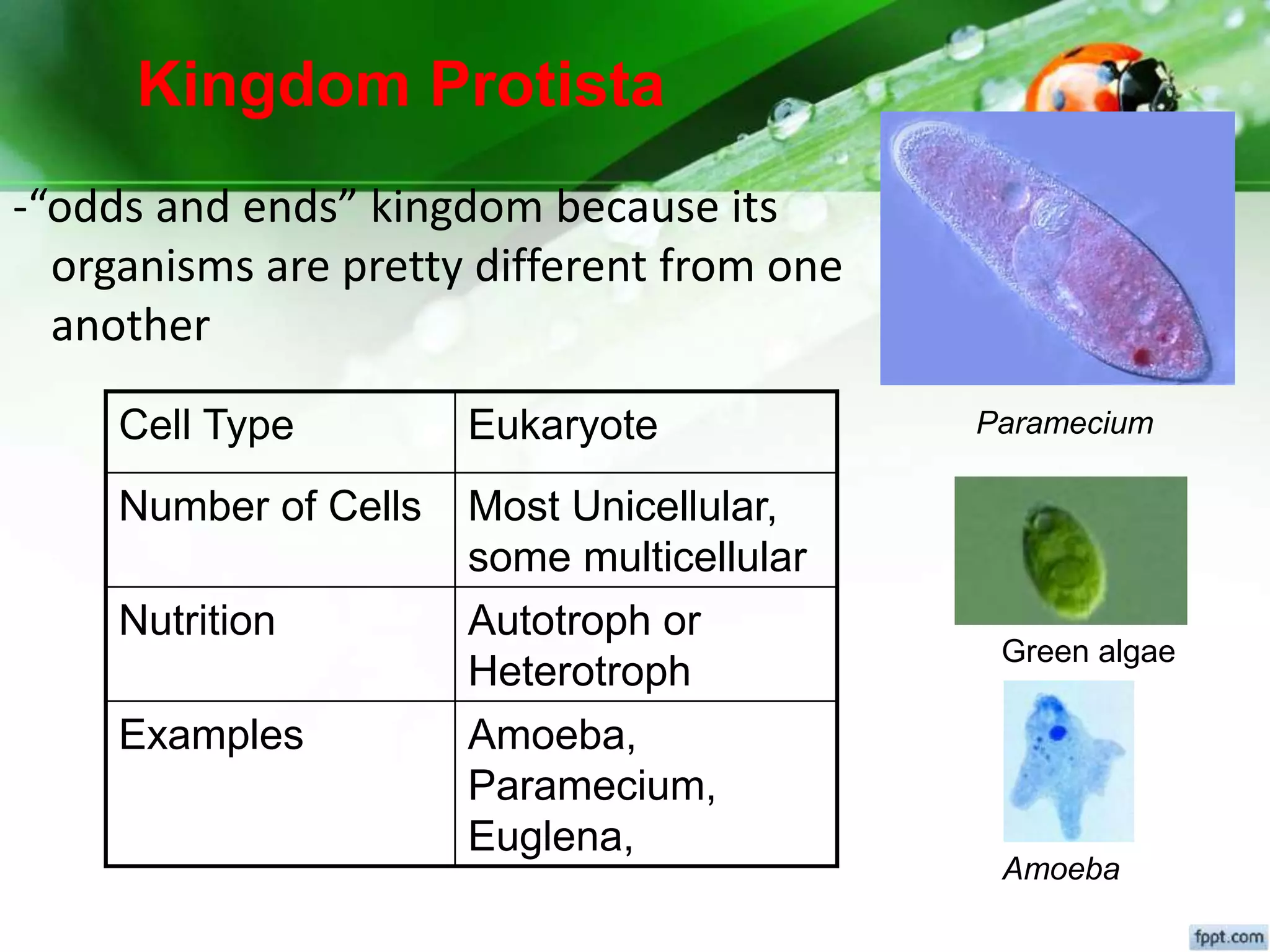The six kingdoms | PPTX