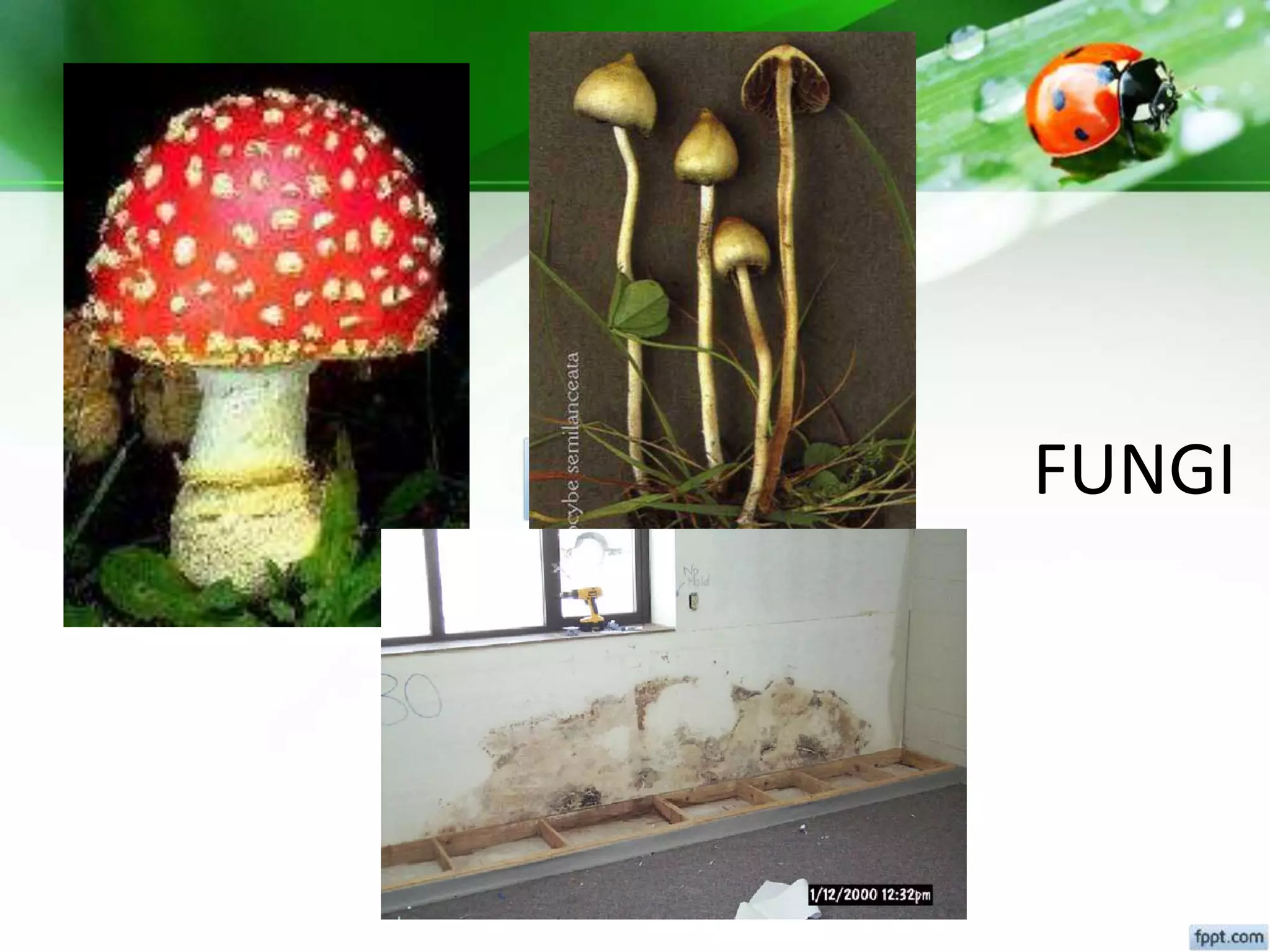 The six kingdoms | PPTX