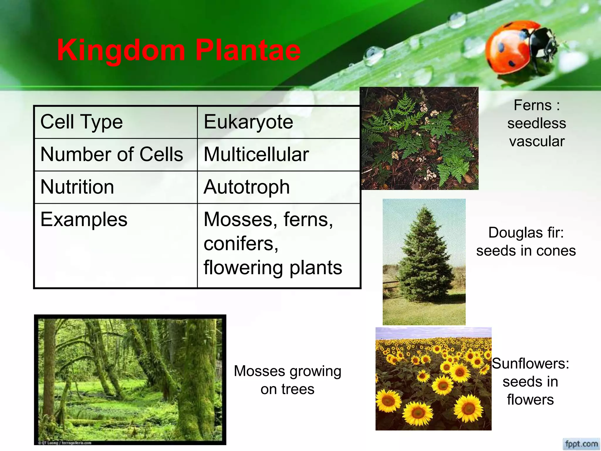 The six kingdoms | PPTX
