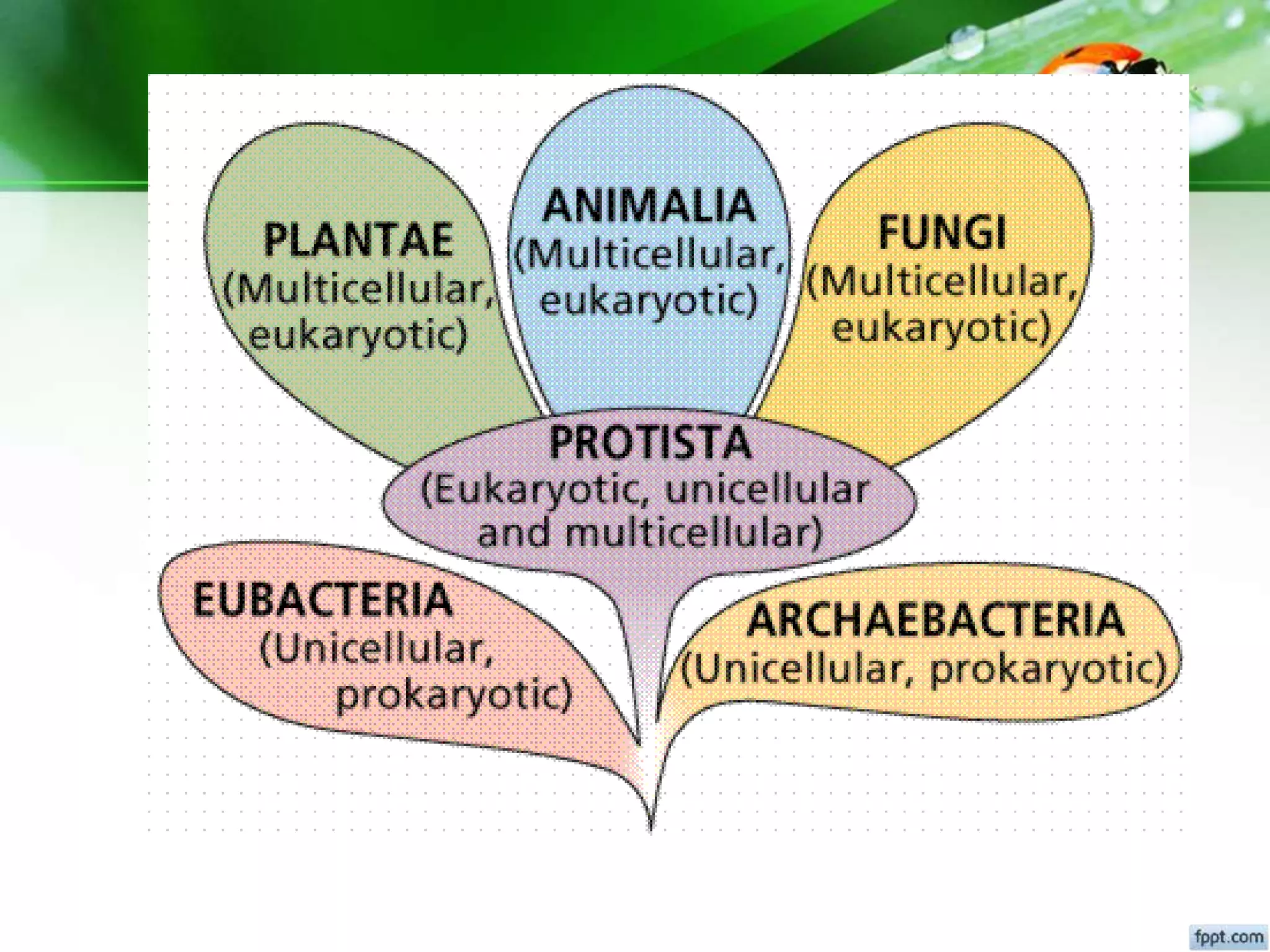 The six kingdoms | PPTX