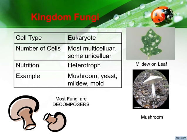 The six kingdoms | PPTX