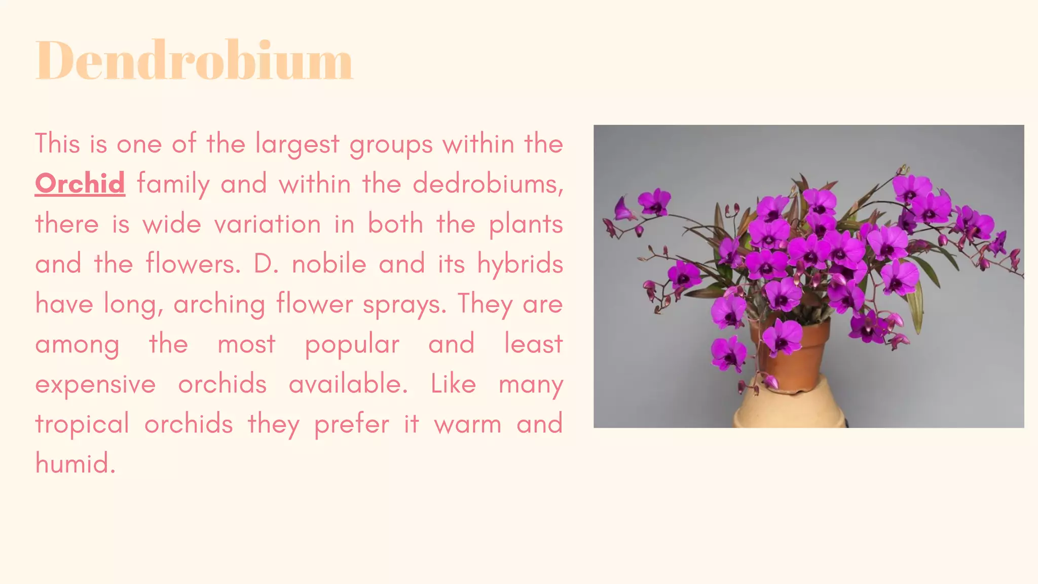 The six most popular orchid types | PPT