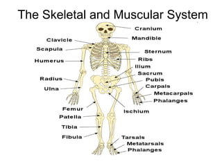 The skeletal and muscular system | PPT