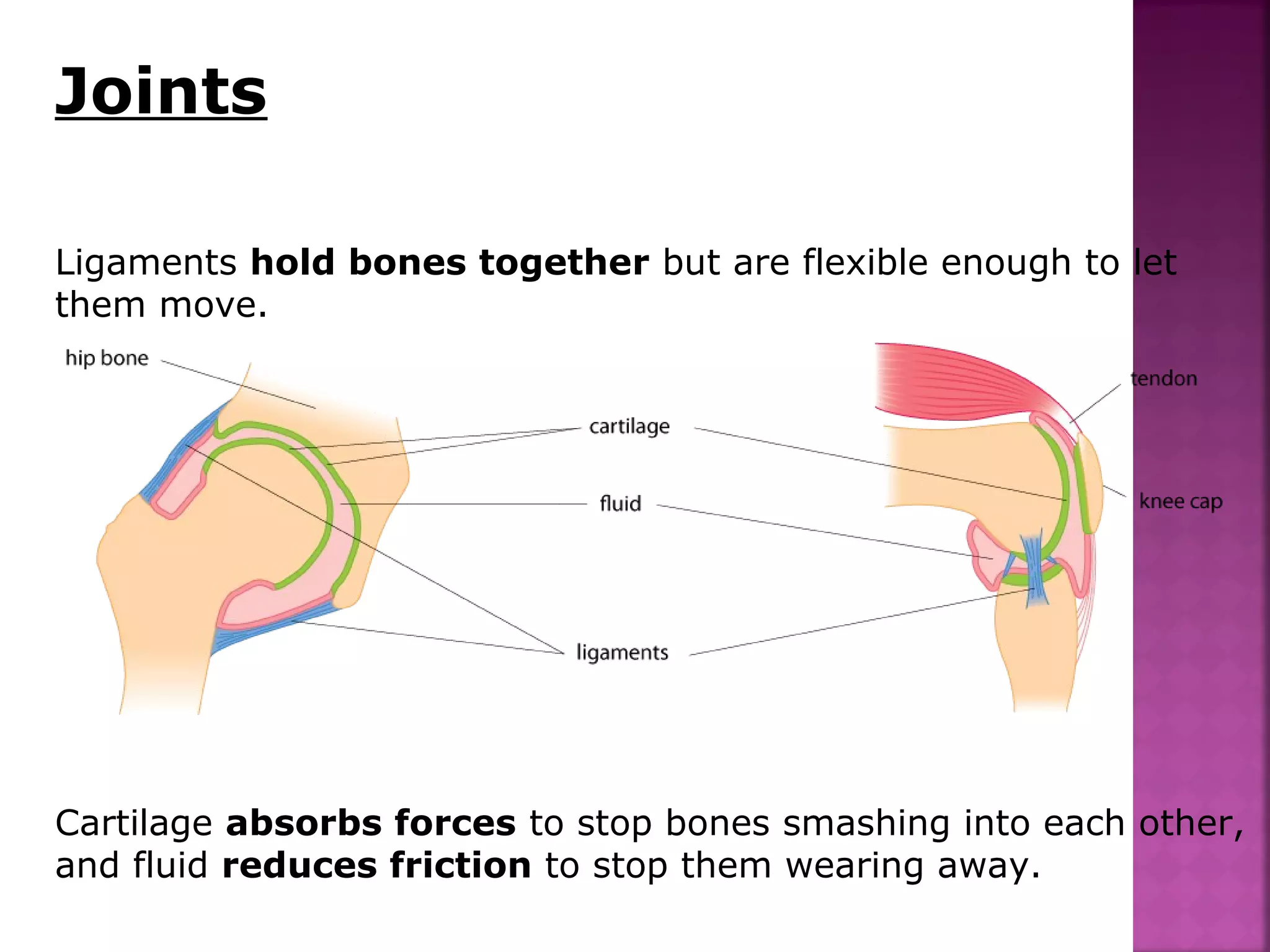The skeletal and muscular system | PPT