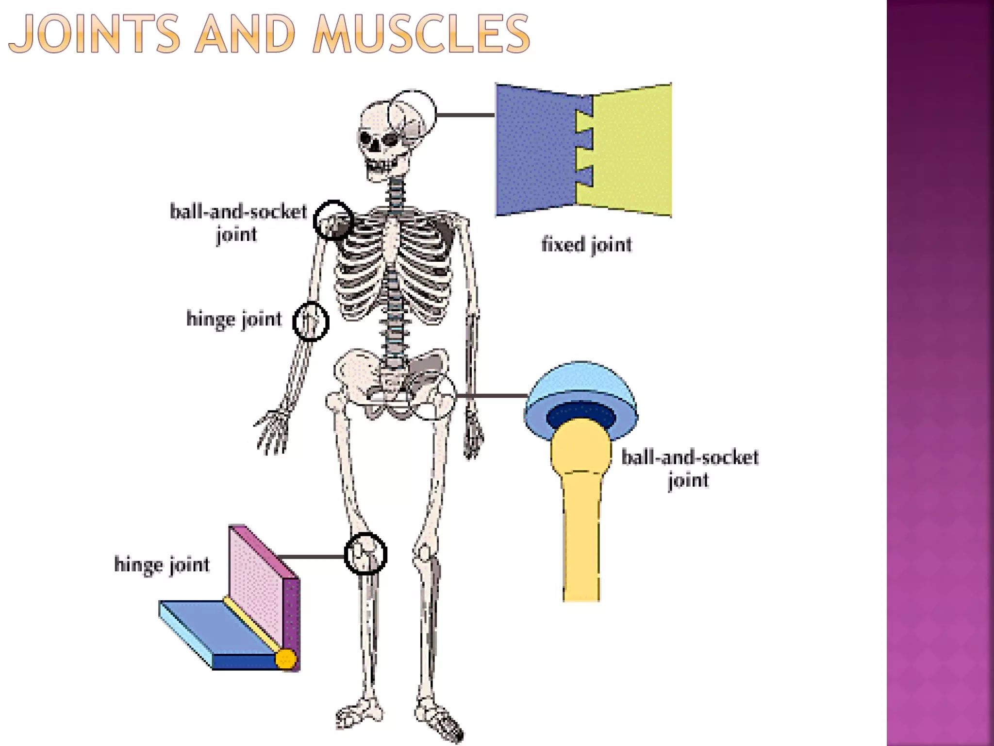 The skeletal and muscular system | PPT