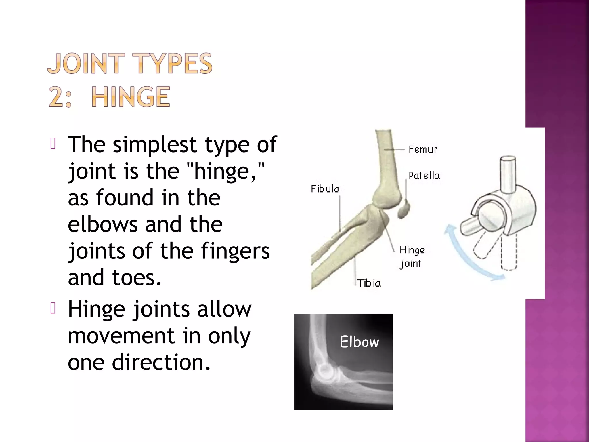 The skeletal and muscular system | PPT
