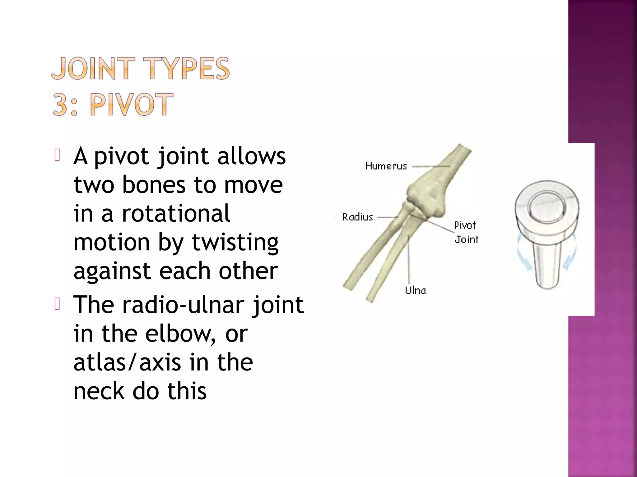 The skeletal and muscular system | PPT