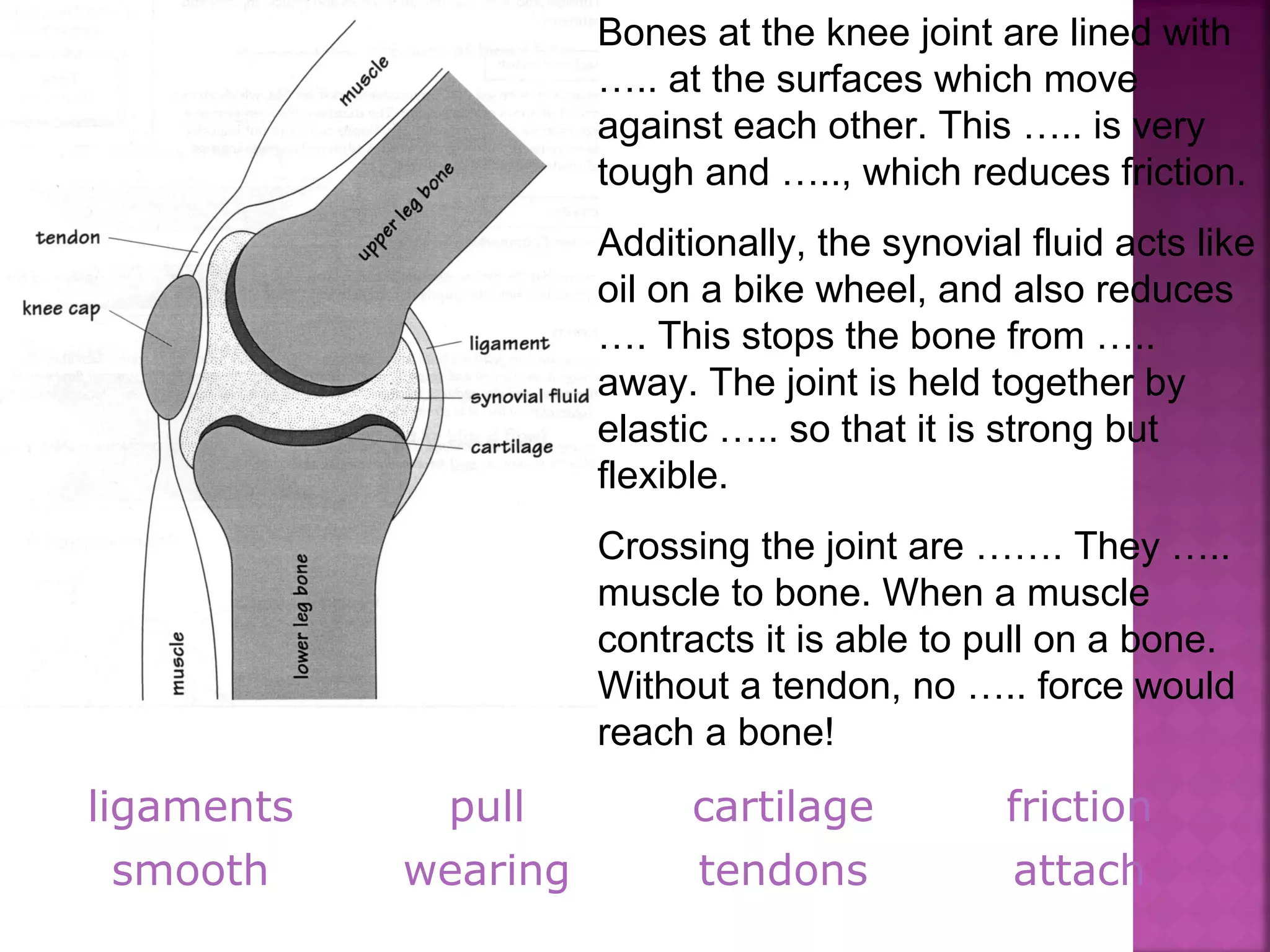 The skeletal and muscular system | PPT