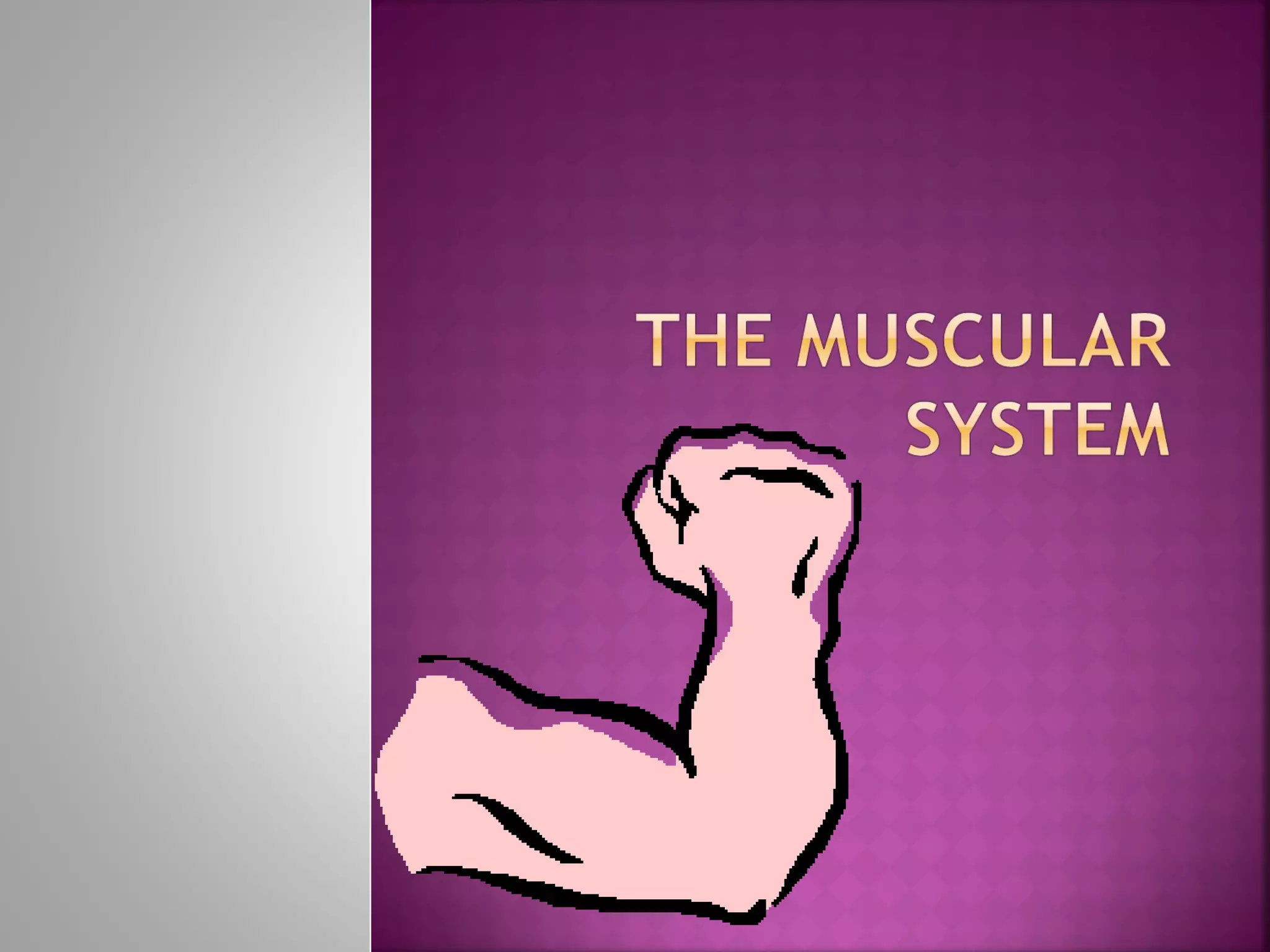 The skeletal and muscular system | PPT