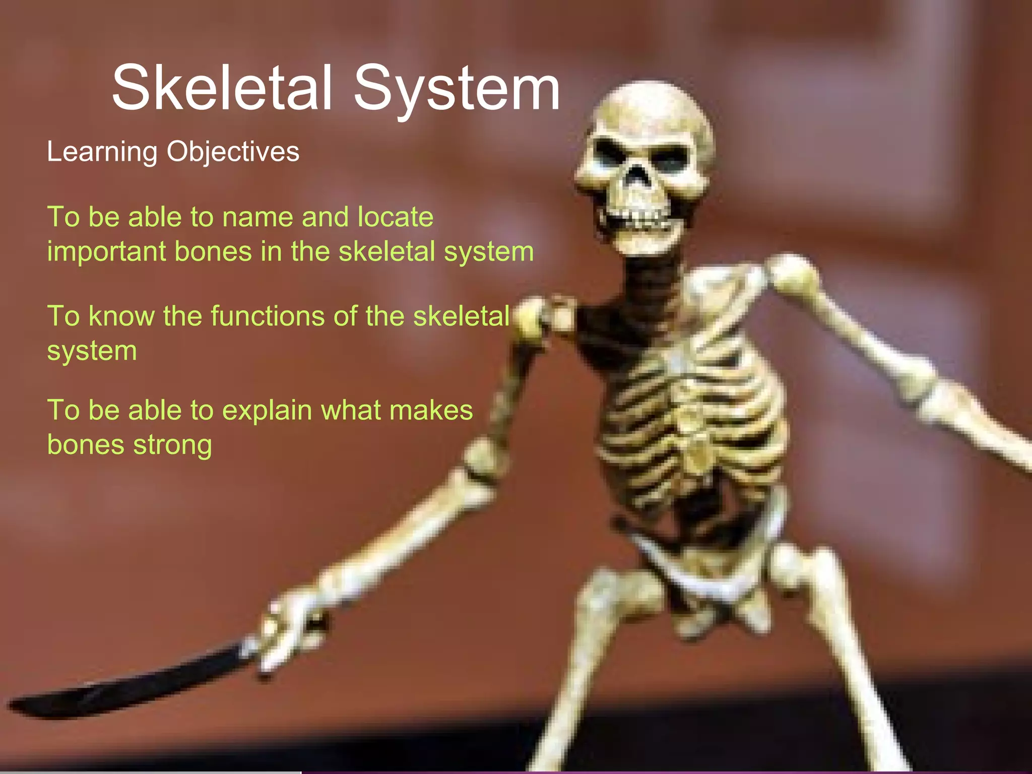 The skeletal and muscular system | PPT