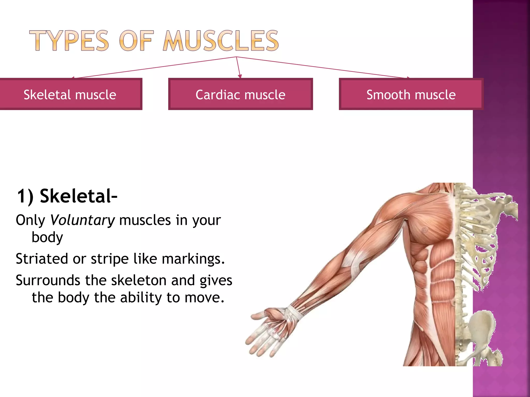 The skeletal and muscular system | PPT