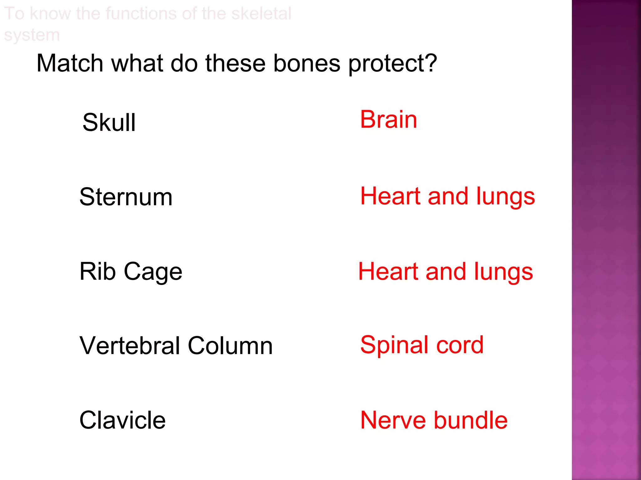 The skeletal and muscular system | PPT