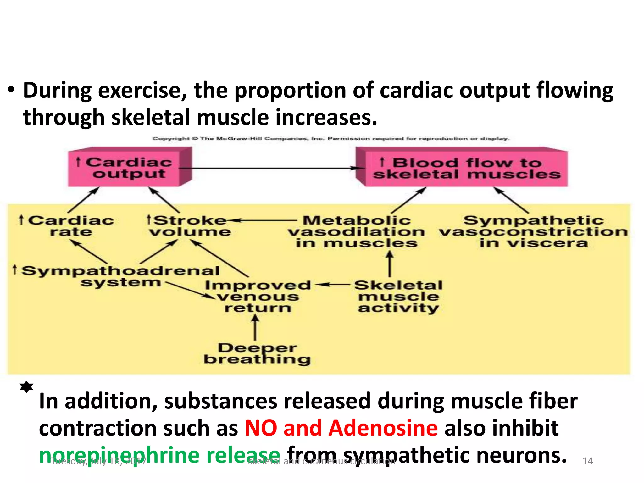 The skeletal muscle and cutaneous circulation | PPTX