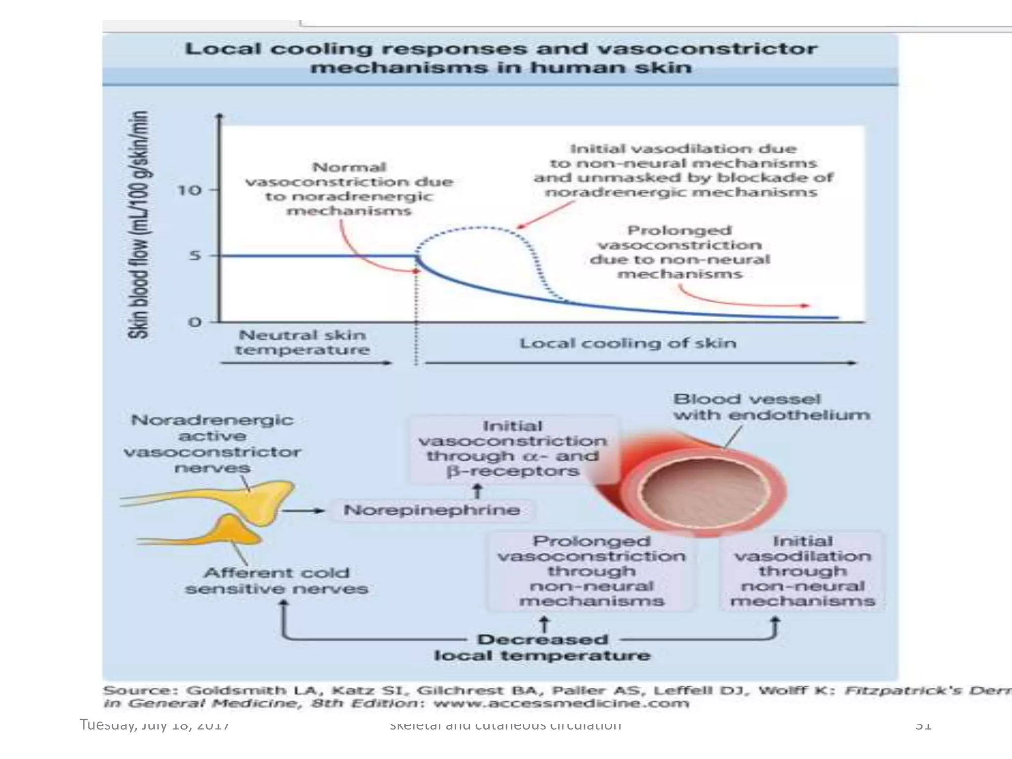 The skeletal muscle and cutaneous circulation | PPTX
