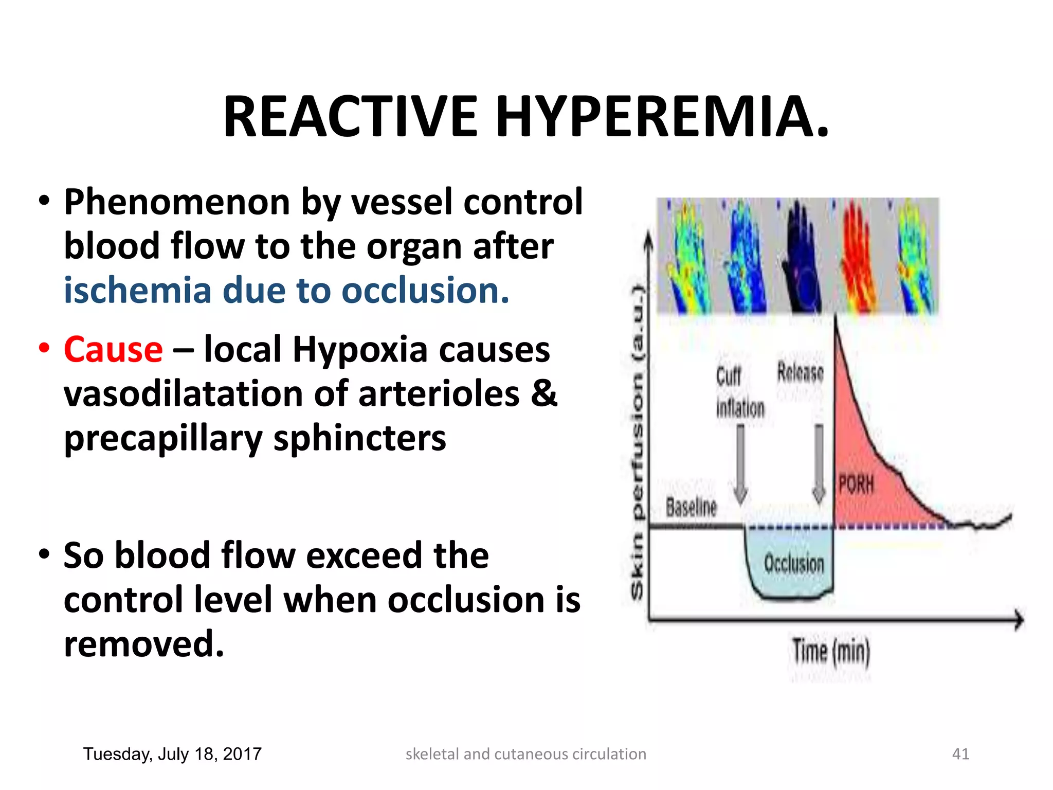 The skeletal muscle and cutaneous circulation | PPTX