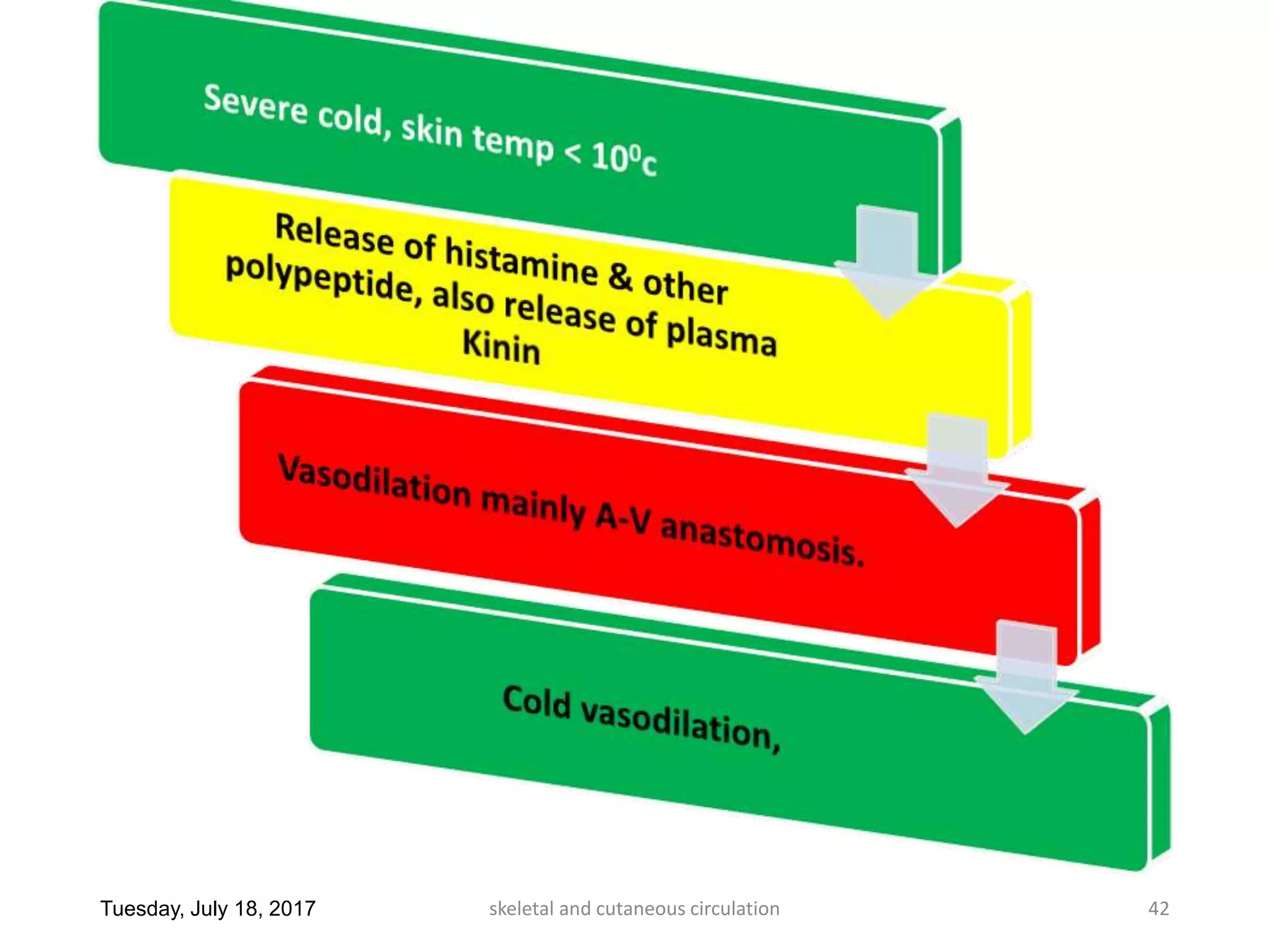 The skeletal muscle and cutaneous circulation | PPTX
